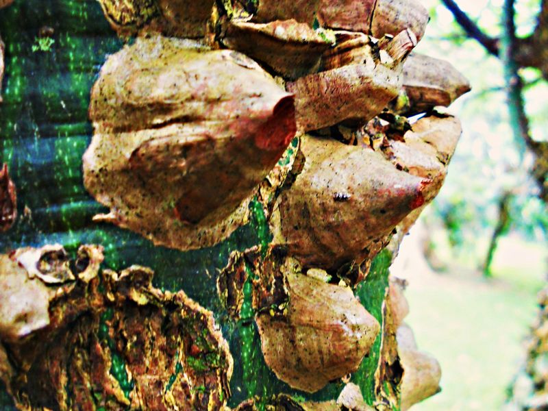 Mini Mountains-The bark of a kapok tree in a Hawaiian botanical garden ...
