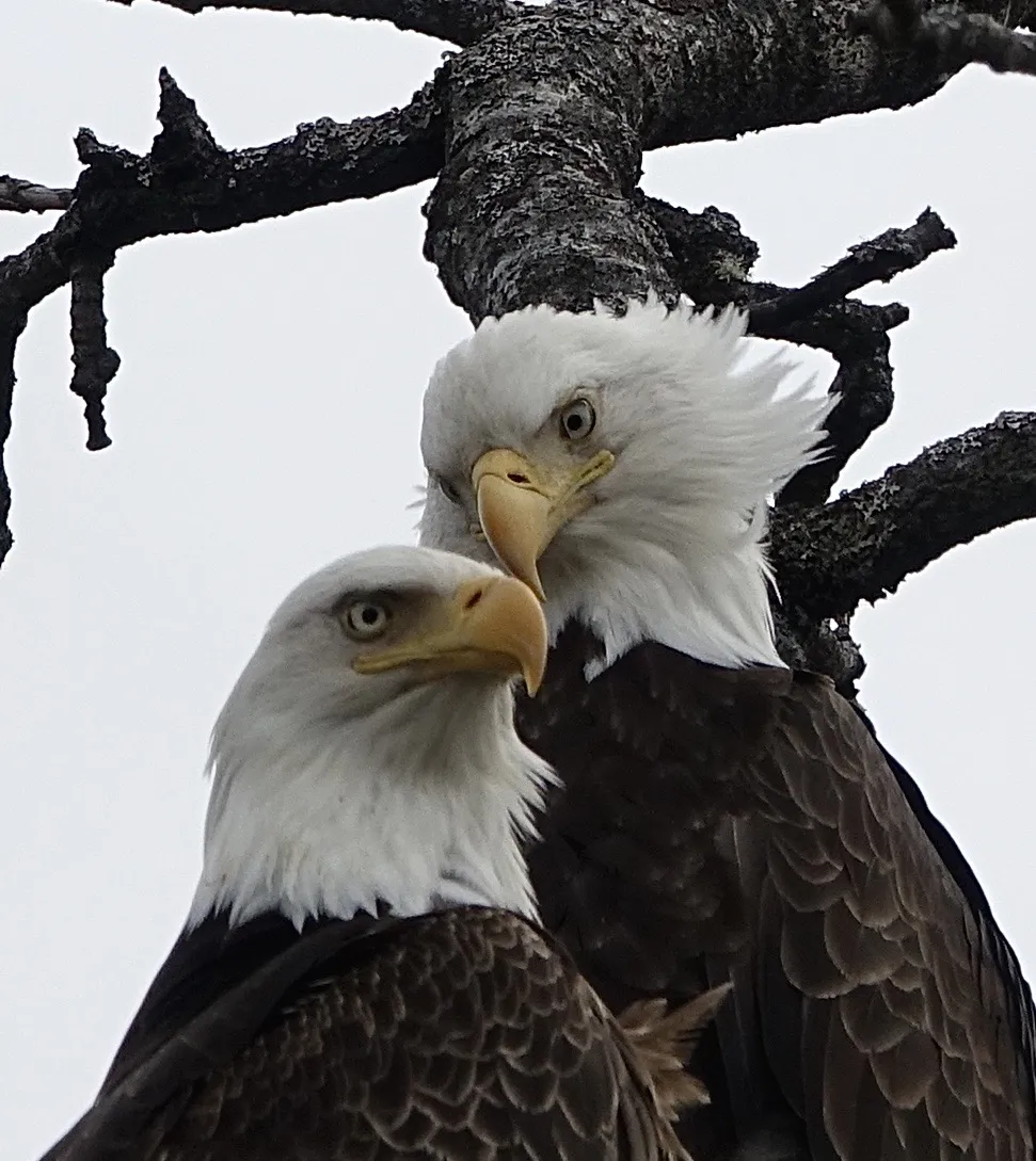 Two eagles at rest with each other | Smithsonian Photo Contest ...