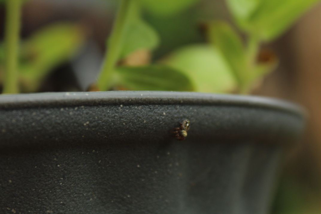 A Bold Jumping Spider on a flower pot | Smithsonian Photo Contest ...