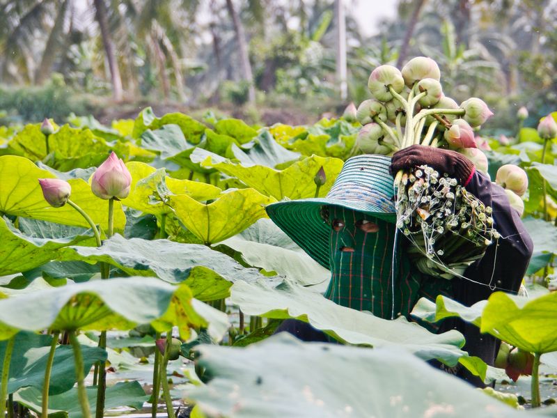 Lotus farmer working on his farm outside of Bangkok, Thailand ...