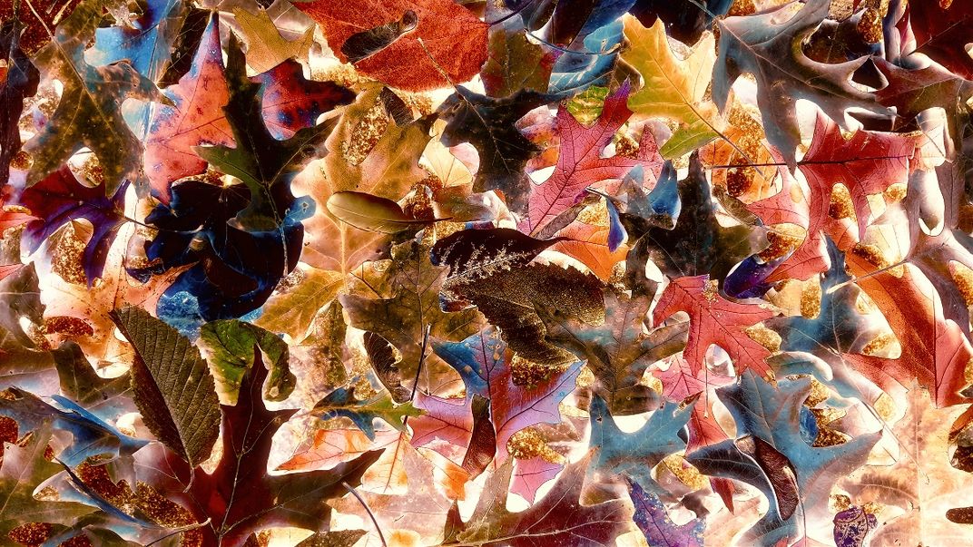 A depiction of fall | Smithsonian Photo Contest | Smithsonian Magazine