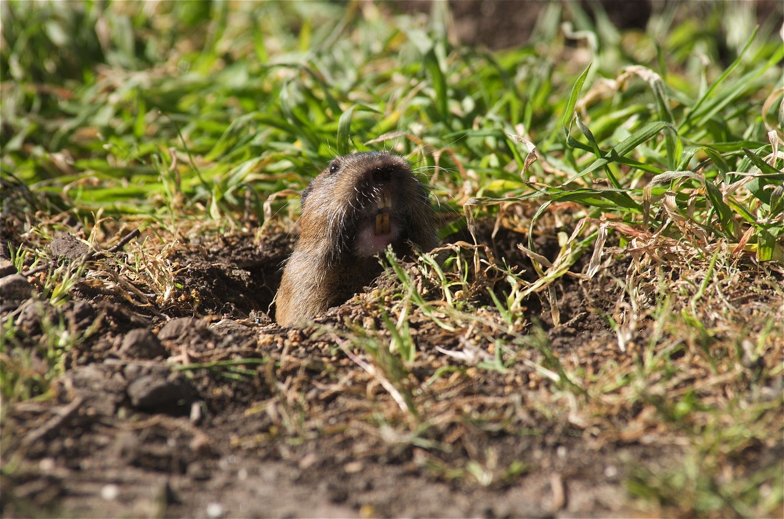 How a Team of Gophers Restored Mount St. Helens After Its Catastrophic ...