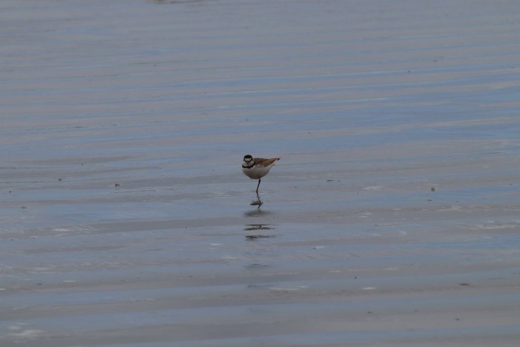 one-legged bird | Smithsonian Photo Contest | Smithsonian Magazine