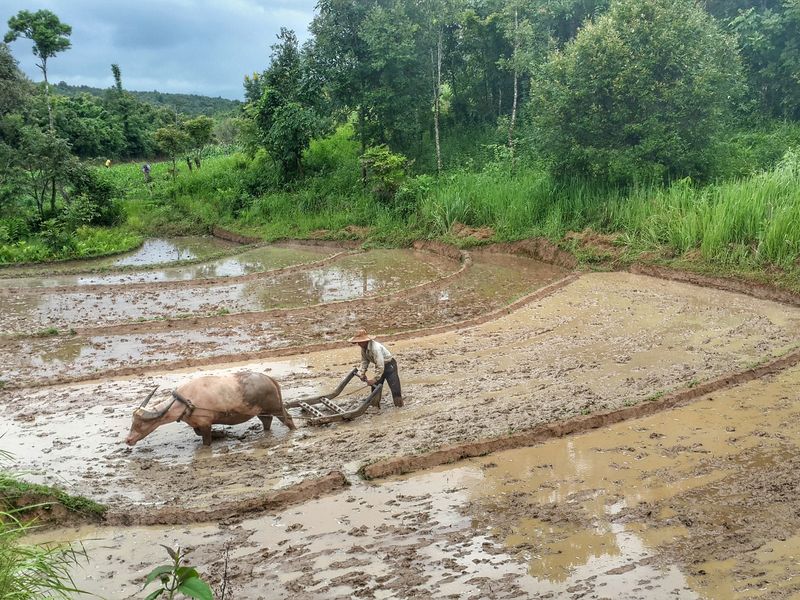 A farmer & his buffalo | Smithsonian Photo Contest | Smithsonian Magazine