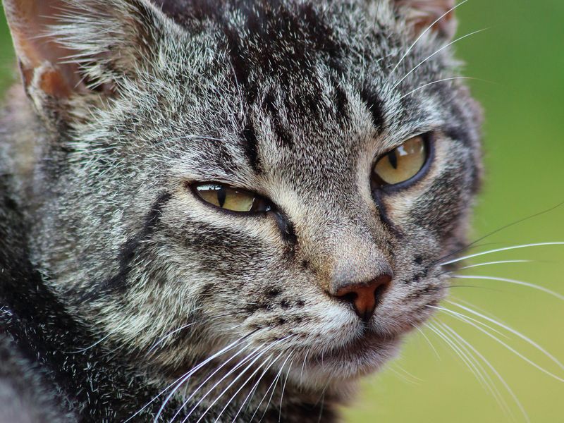 Gray cat | Smithsonian Photo Contest | Smithsonian Magazine