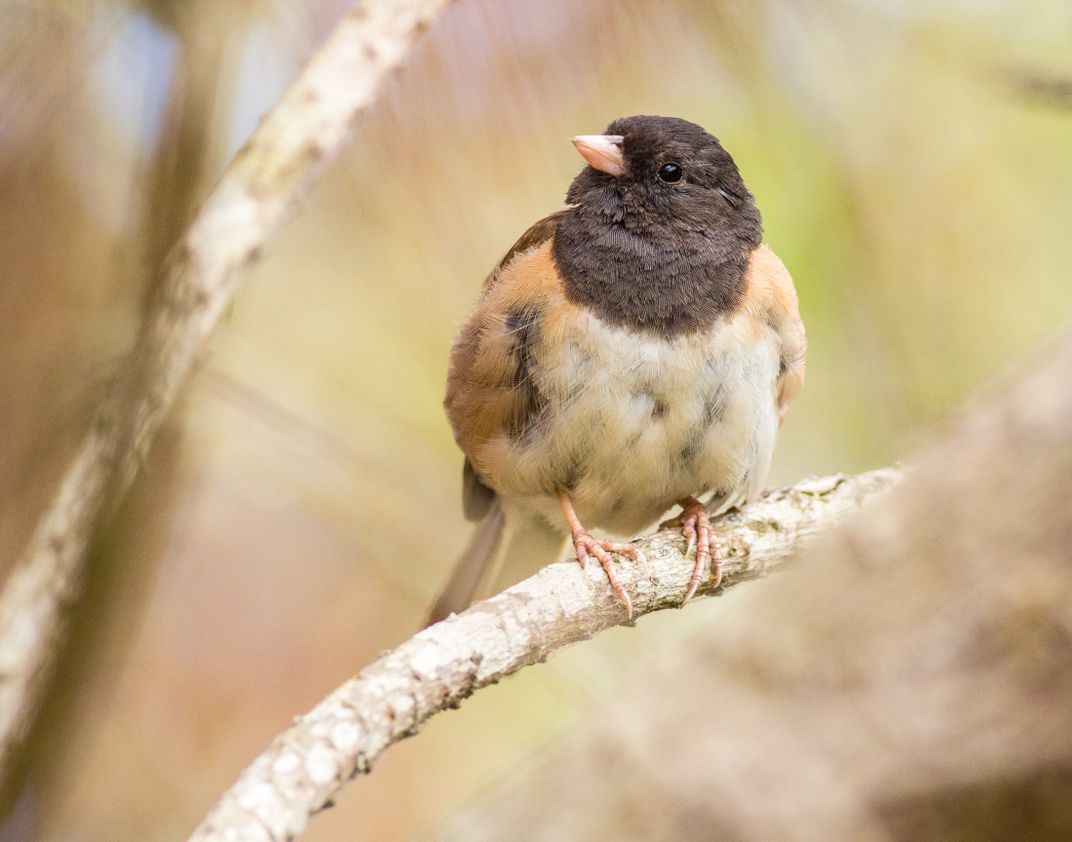 Dark-eyed junco through the bushes | Smithsonian Photo Contest ...