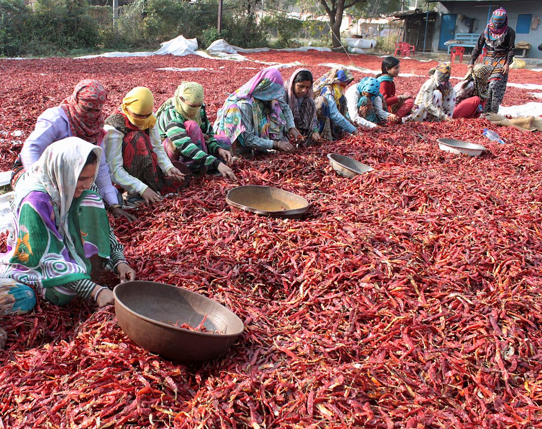 Photo No - 1 Title - Red Chilli Description - The Women's Shorting West ...