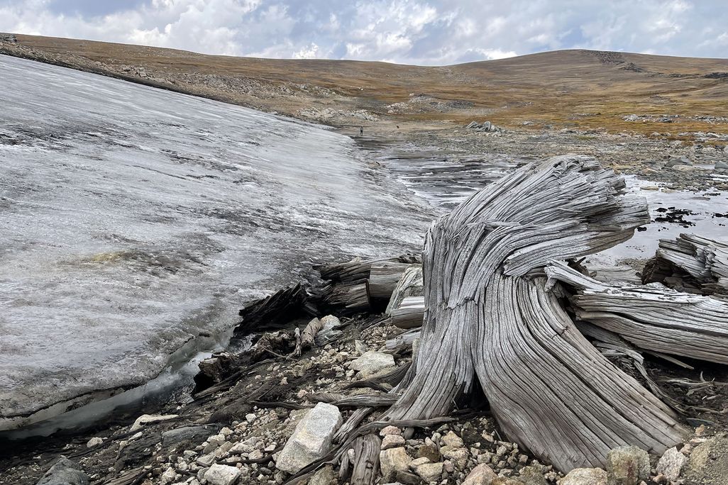 Melting Ice Reveals Remains of 5,900-Year-Old Trees in Wyoming ...