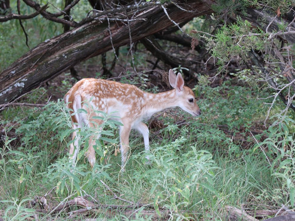 wandering animals | Smithsonian Photo Contest | Smithsonian Magazine