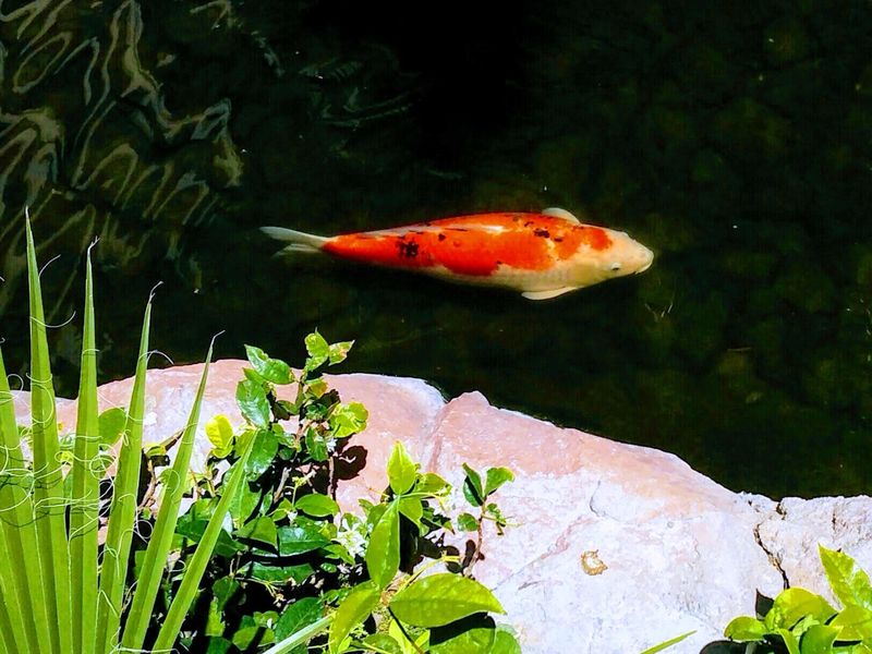 'Cuss Fish' | Smithsonian Photo Contest | Smithsonian Magazine