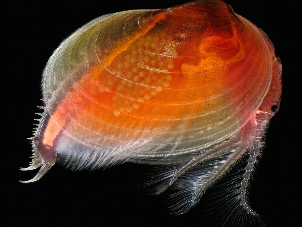 bee eye under microscope