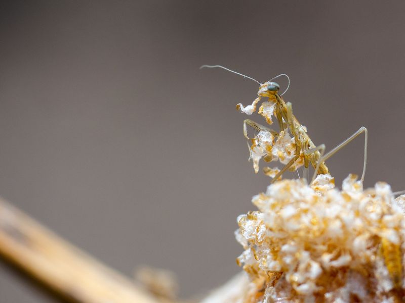 Newborn Praying Mantis | Smithsonian Photo Contest | Smithsonian Magazine