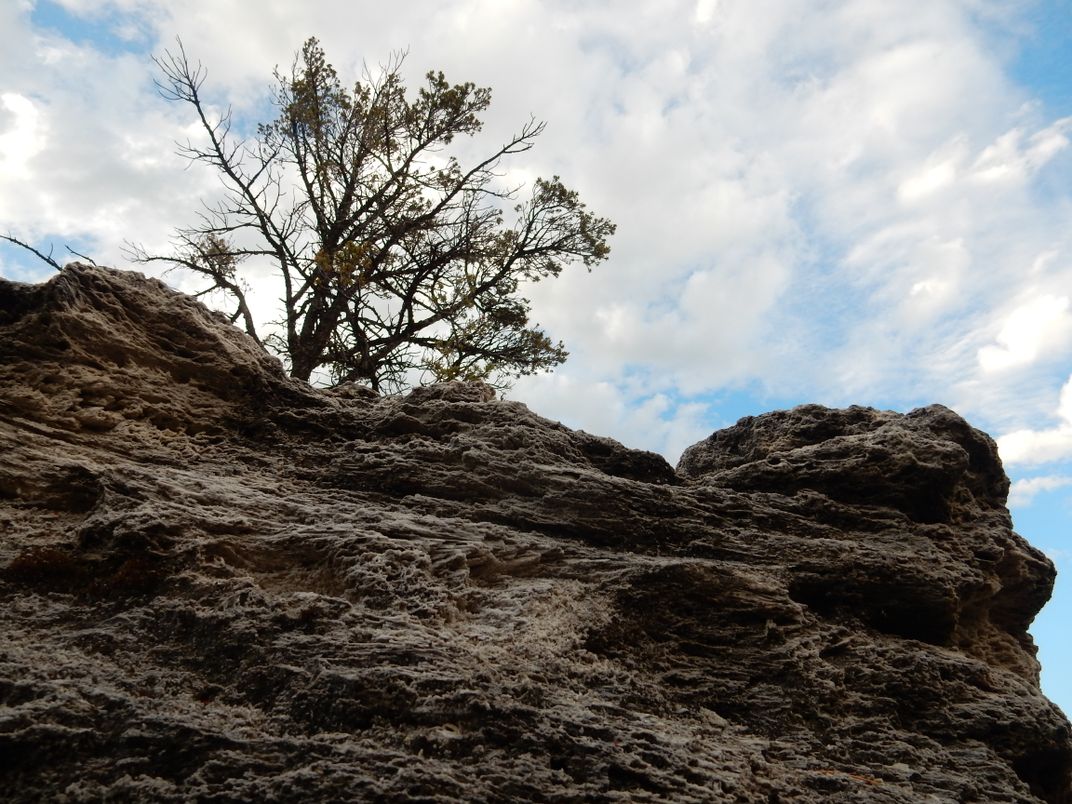 A small bush above a rock | Smithsonian Photo Contest | Smithsonian ...