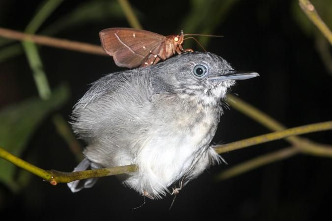 Moths Love Sipping the Salty Tears of Sleeping Birds | Smithsonian