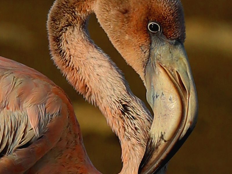 Juvenile Flamingo leaving nursery and not ready to join adult group ...