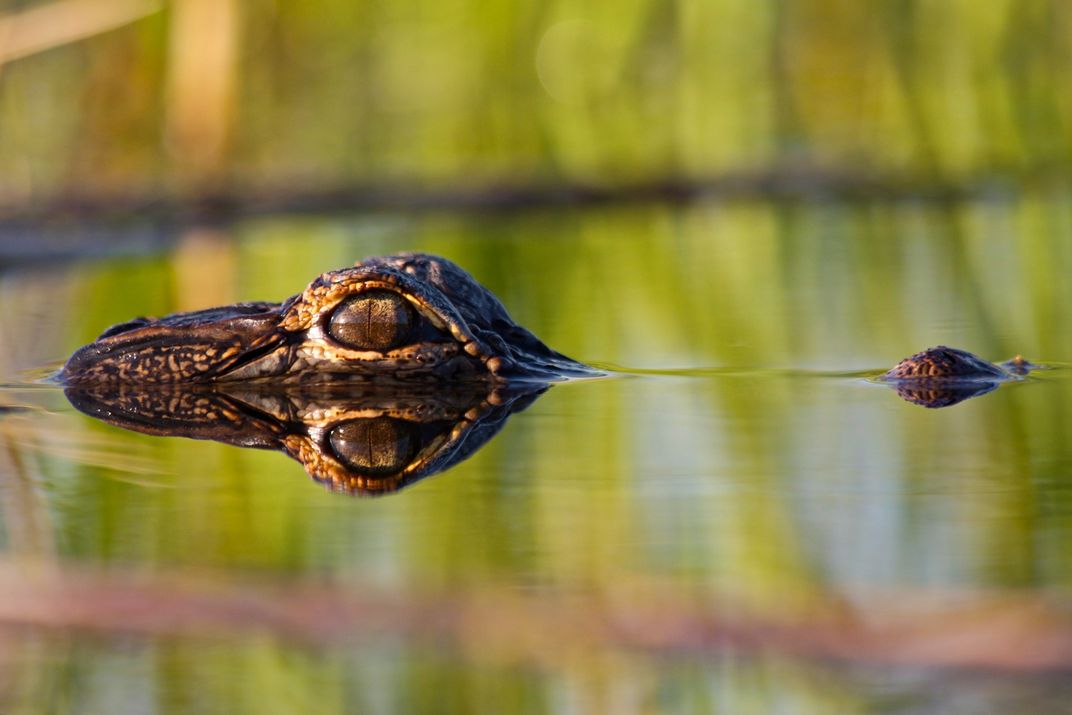 American Alligator at Eye Level | Smithsonian Photo Contest ...