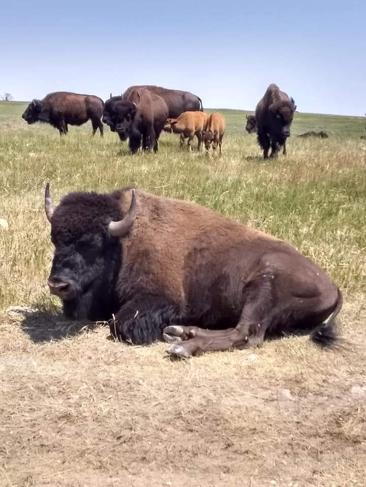 Buffalo resting at Custer State Park | Smithsonian Photo Contest ...