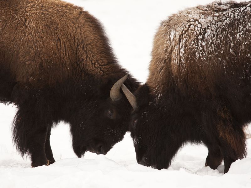 American Bison butt heads in Yellowstone in the middle of winter ...