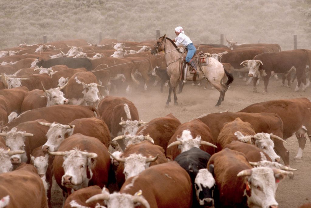 The Modern Cost of Cattle Rustling
