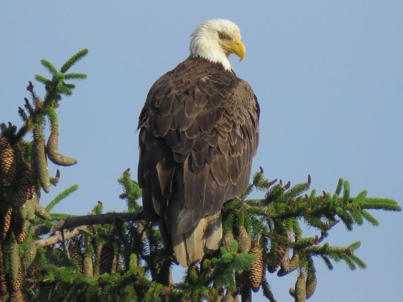 Stern Eagle | Smithsonian Photo Contest | Smithsonian Magazine