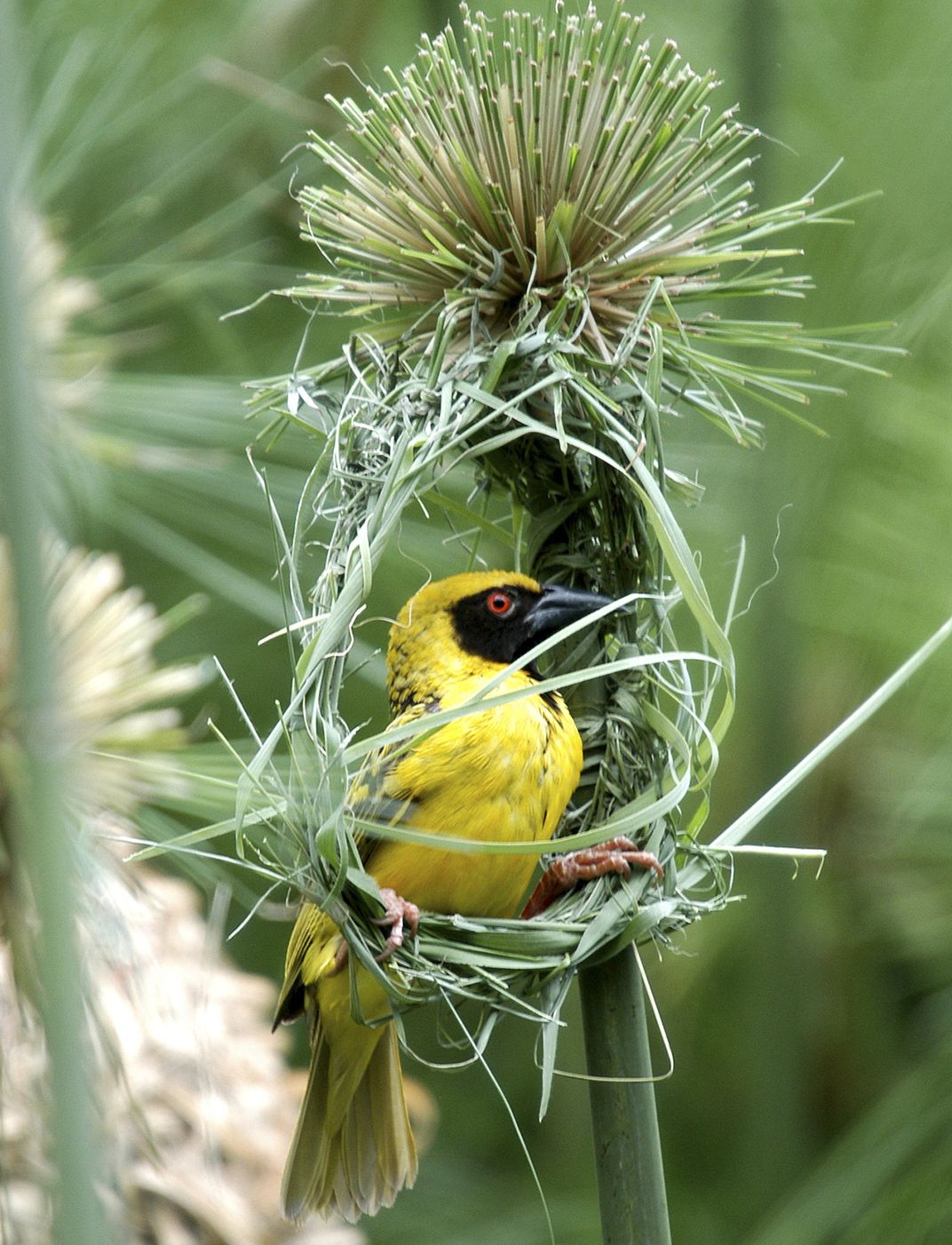 Southern Masked Weaver (male) weaving Nest | Smithsonian Photo Contest ...