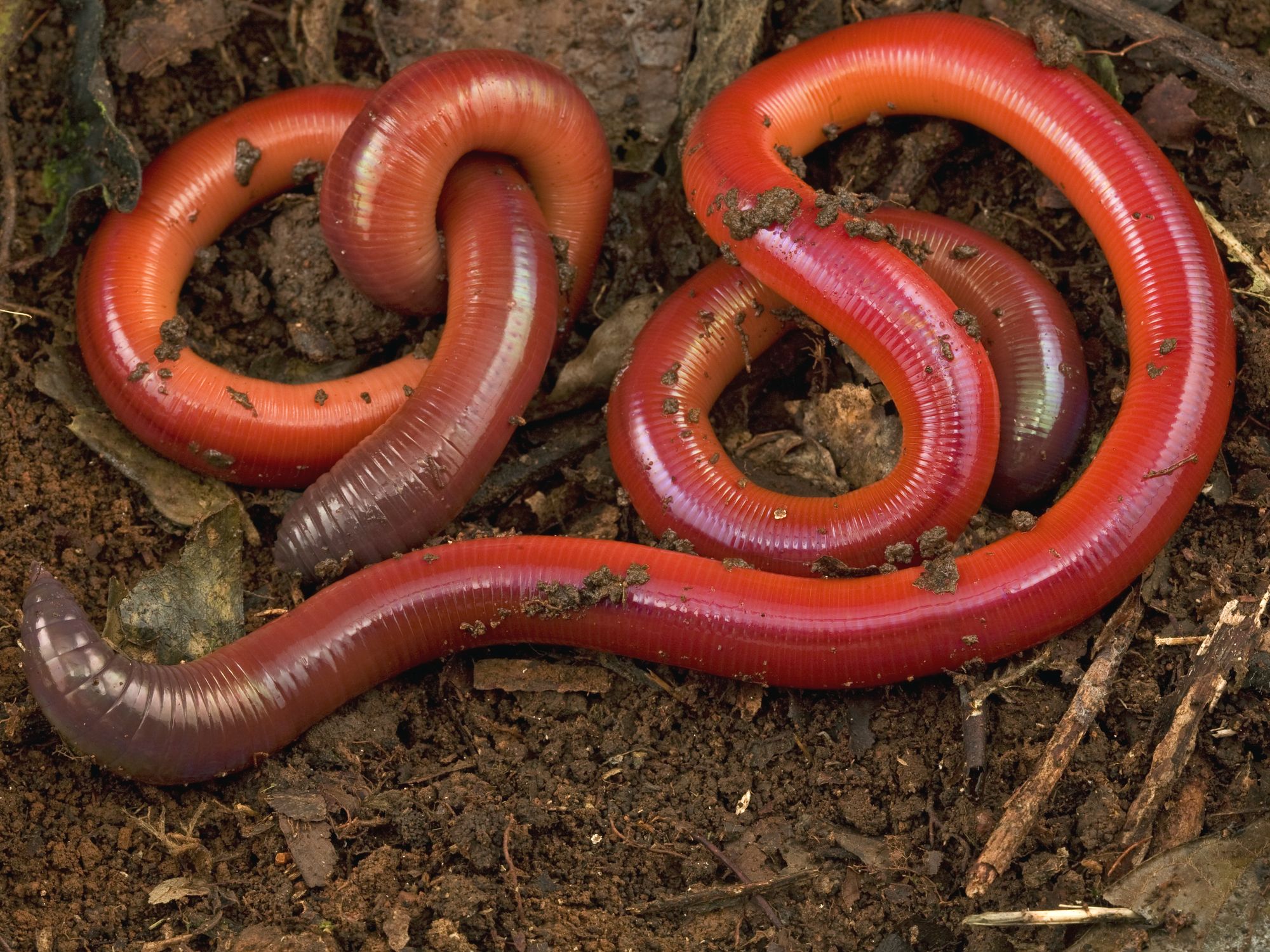 Lady Worms, Beware: Pick the Wrong Mate, End Up Dead