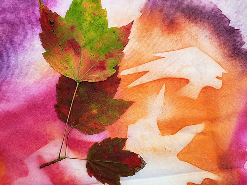 Solar Leaves Three | Smithsonian Photo Contest | Smithsonian Magazine