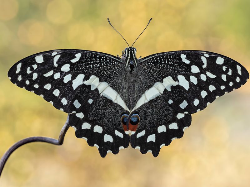 Papilio demodocus (Esper, 1798) | Smithsonian Photo Contest ...