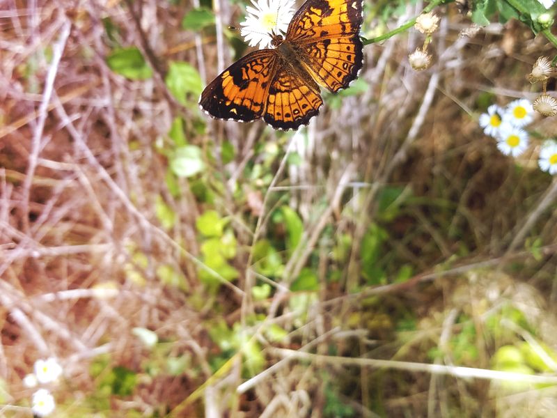 Butterfly in wild flowers | Smithsonian Photo Contest | Smithsonian ...