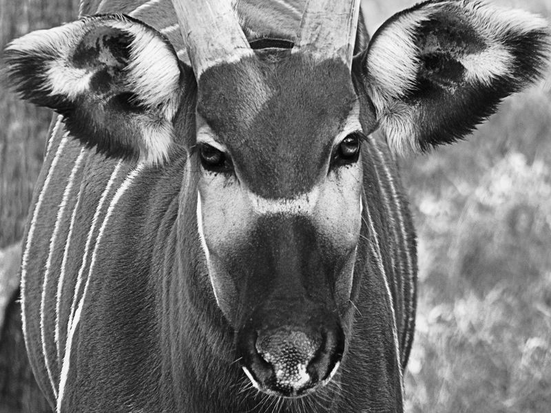 Bongo from Jacksonville Zoo and Gardens. | Smithsonian Photo Contest ...