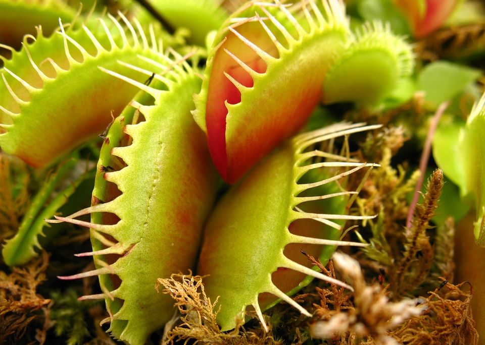 why do plants close up