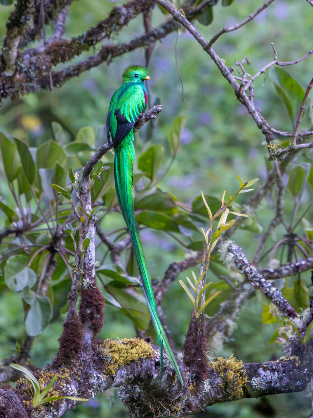 Resplendent Quetzal in the Cloud Forest of Costa Rica | Smithsonian ...