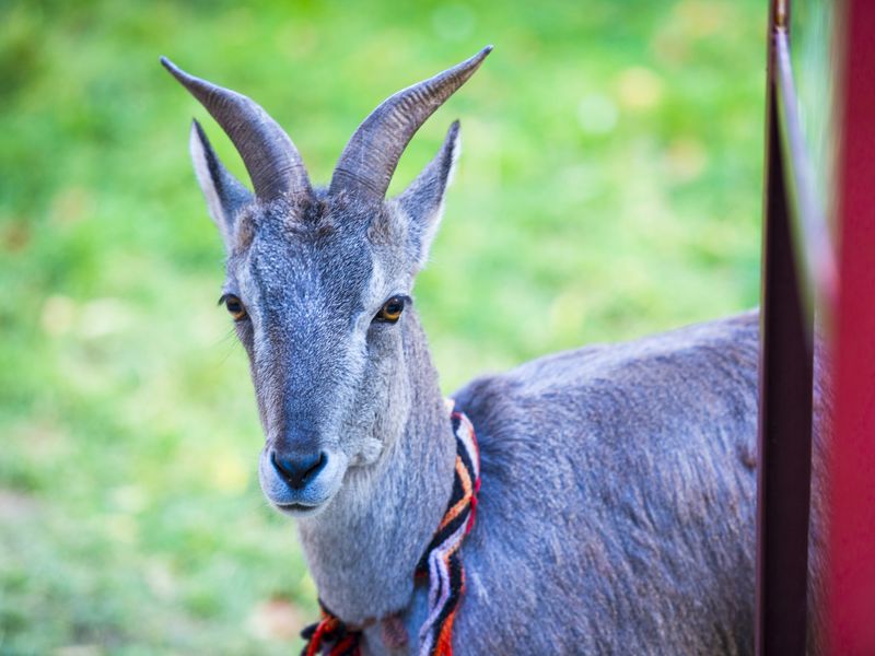 Bharal (2) | Smithsonian Photo Contest | Smithsonian Magazine