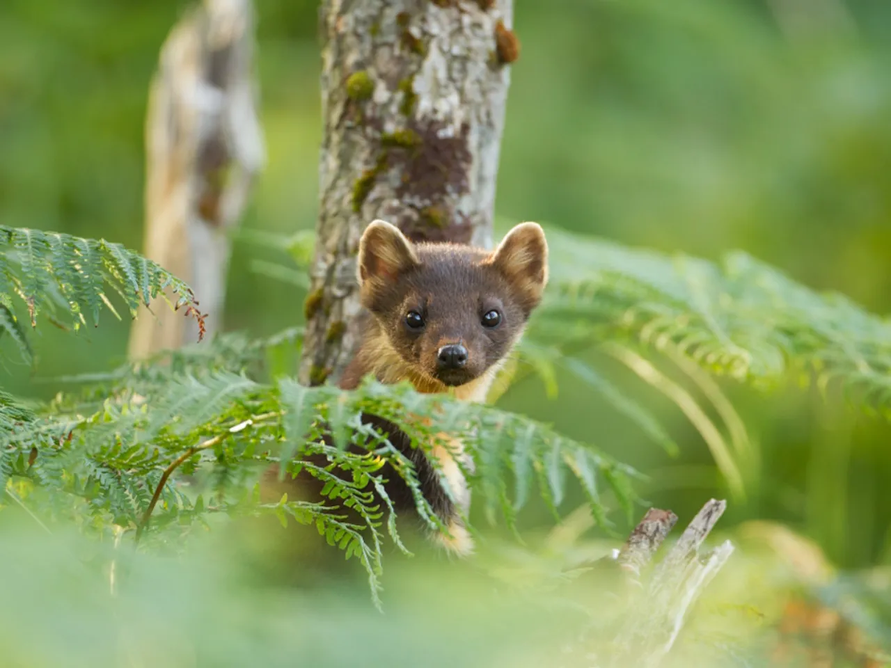 animals in pine forests