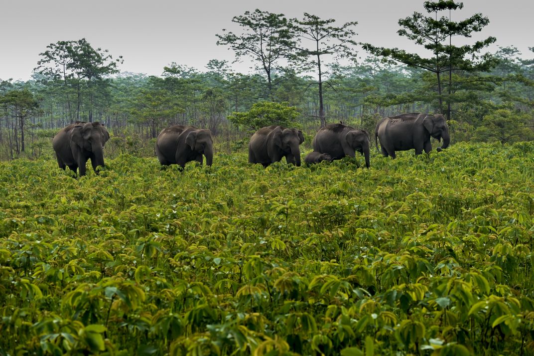 Herd of Wild Asiatic Elephants at Manas National Park | Smithsonian ...