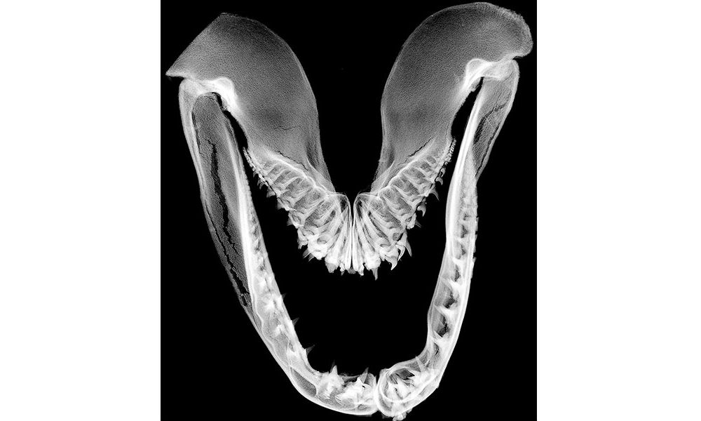 x ray shark