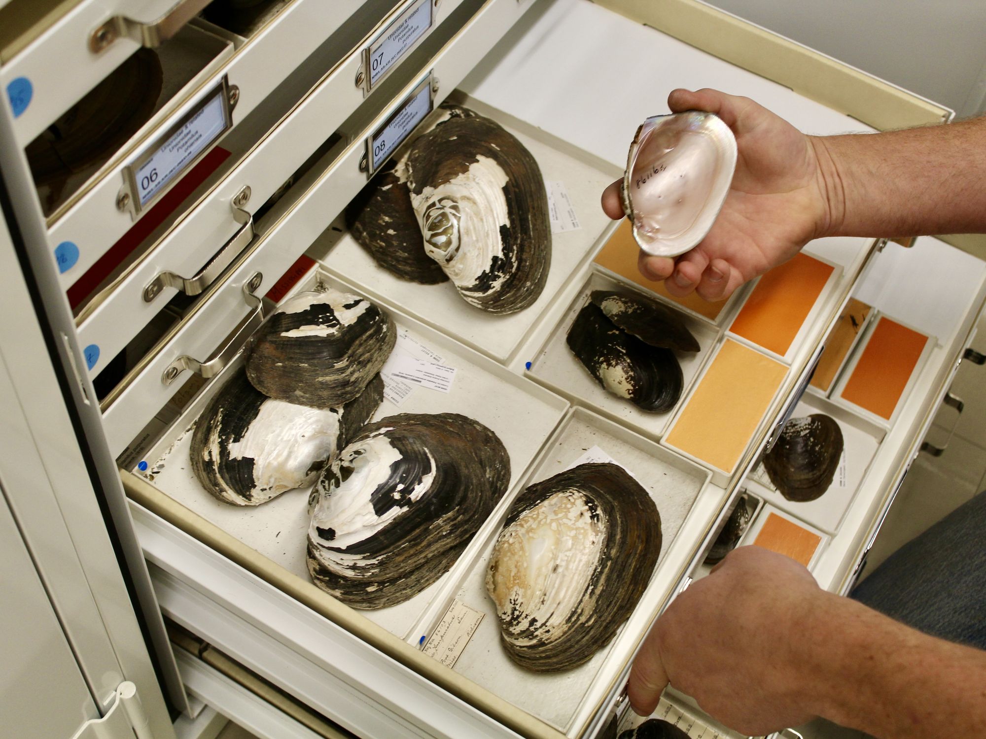 Museum Collections Provide Some Muscle for Mussel Conservation ...