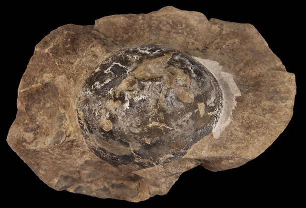 fossilised egg found