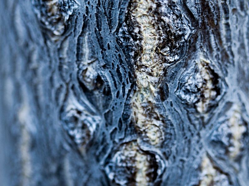 Water or Tree Bark? | Smithsonian Photo Contest | Smithsonian Magazine