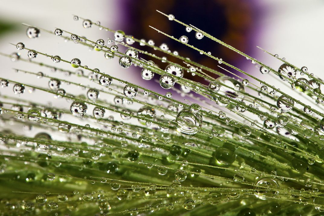 Early in the morning, when the blades of grass are covered with dew, I ...