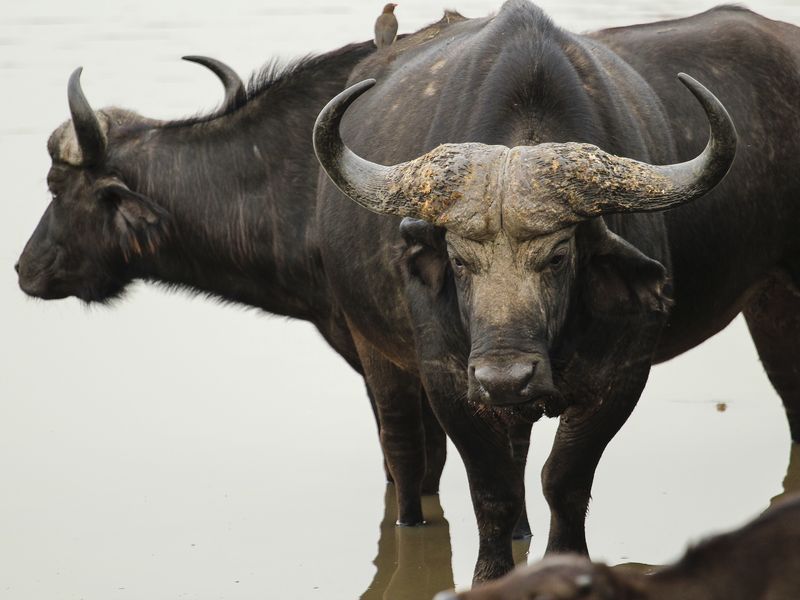 African Buffalo with Bird | Smithsonian Photo Contest | Smithsonian ...