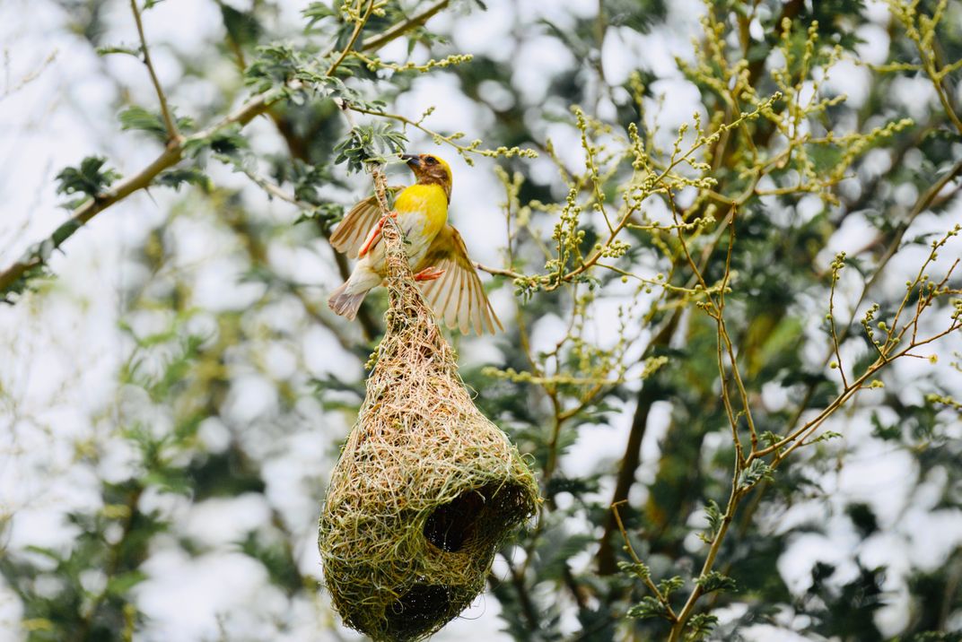 Baya Weaver Building its nest with leafparts | Smithsonian Photo ...
