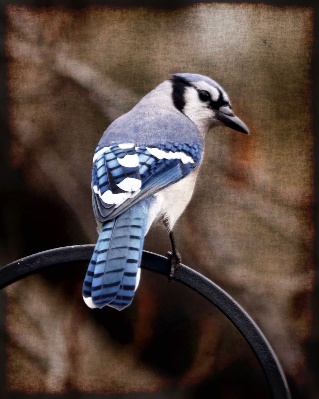 A Blue jay sitting on a crook | Smithsonian Photo Contest | Smithsonian ...
