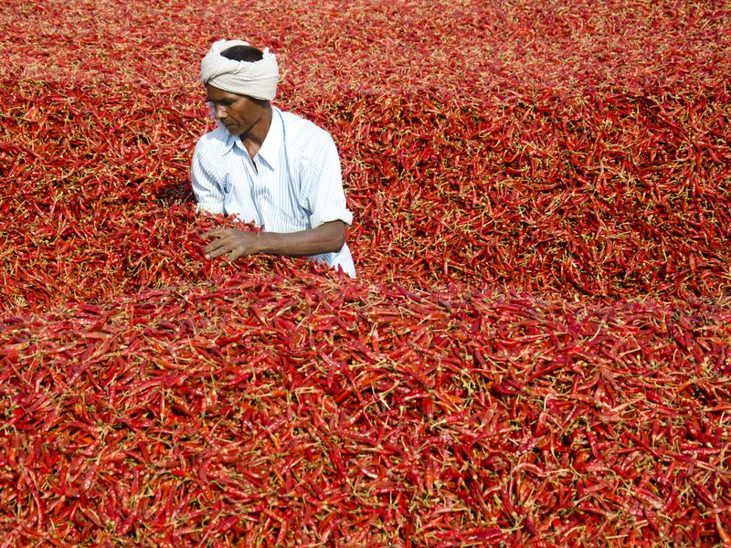 Worker in chilli field | Smithsonian Photo Contest | Smithsonian Magazine