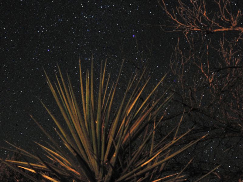 Yucca at night with the stars in the background. | Smithsonian Photo ...