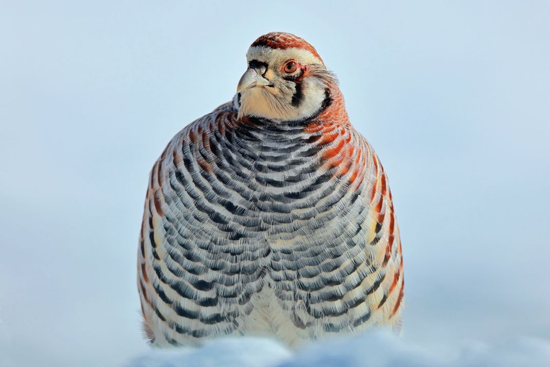 The Mountain Sprite | Smithsonian Photo Contest | Smithsonian Magazine