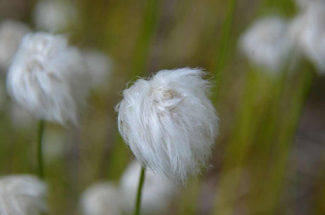 Mountain Fluff | Smithsonian Photo Contest | Smithsonian Magazine