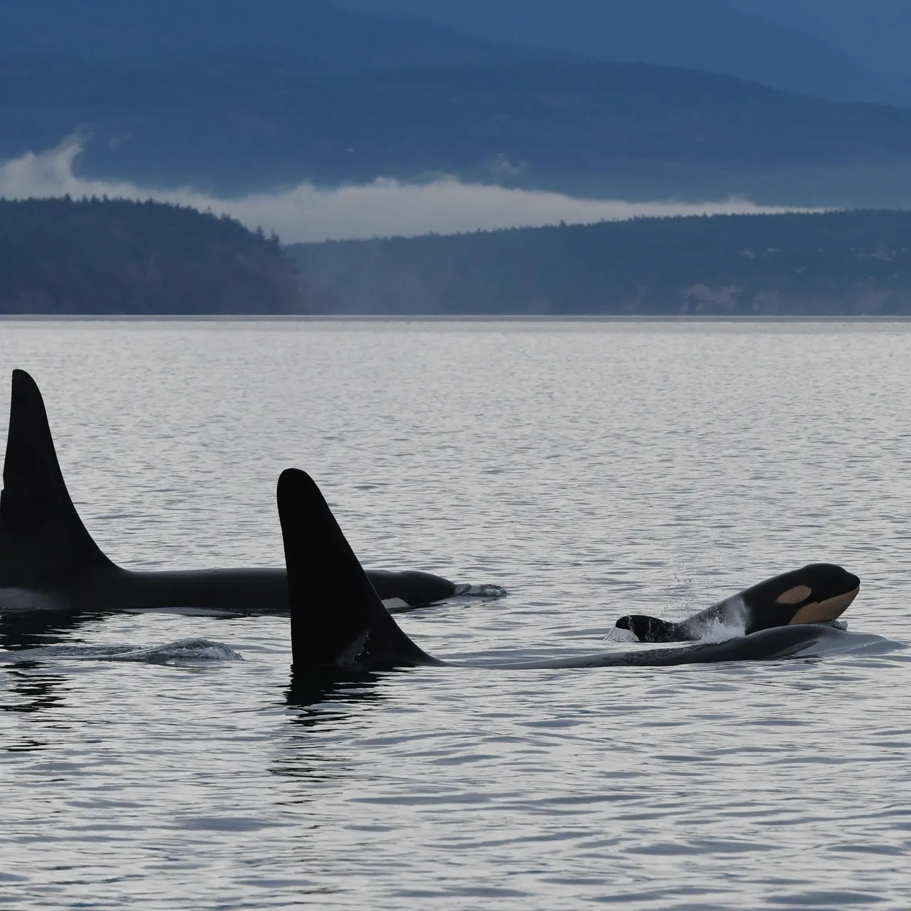 orca calf