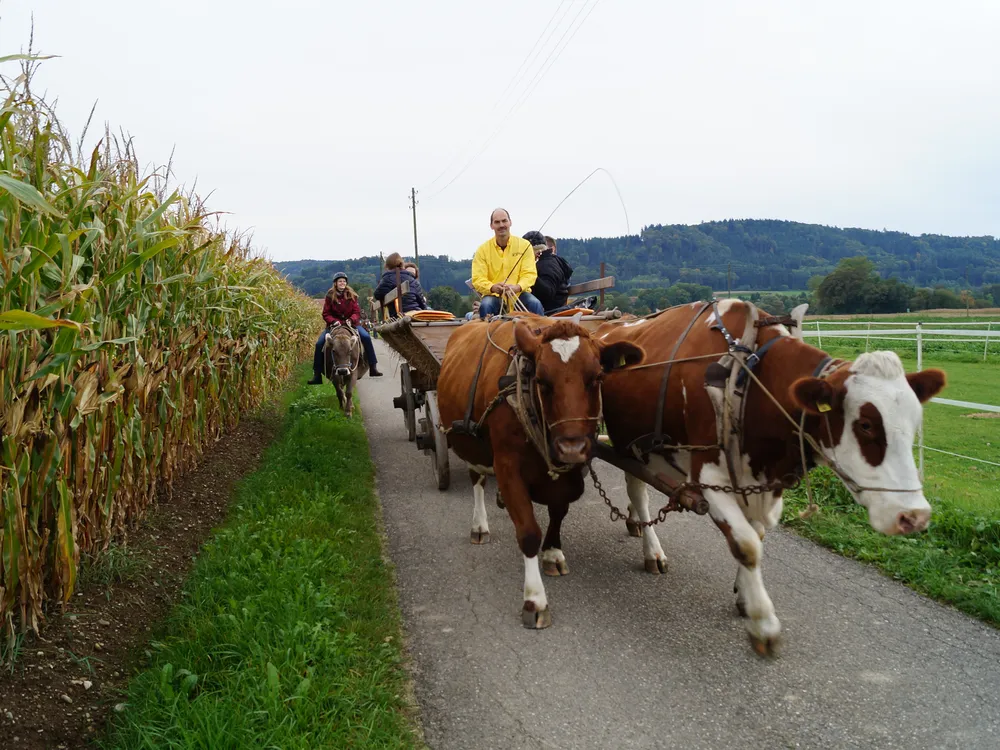 farmer with cows