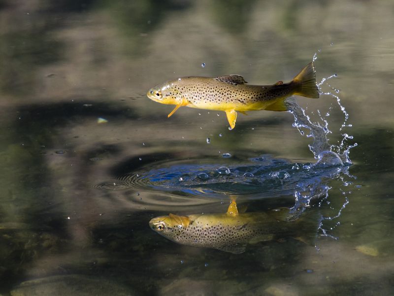 A fish leaping for flys. | Smithsonian Photo Contest | Smithsonian Magazine